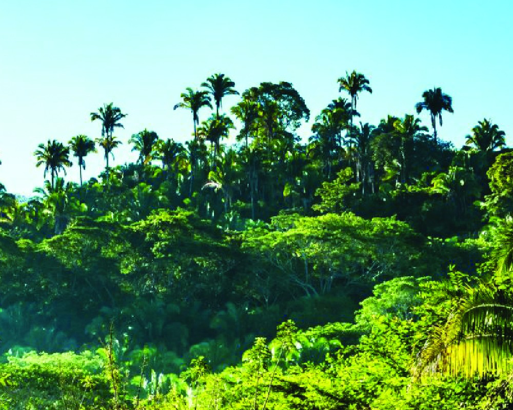 Why Jungle Raj Is Misnomer Forests Represent Order Not Chaos | Daily ...